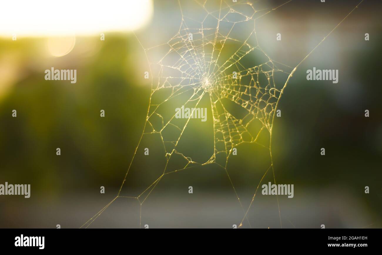 Sunlight through the web. Natural backgrounds Stock Photo - Alamy