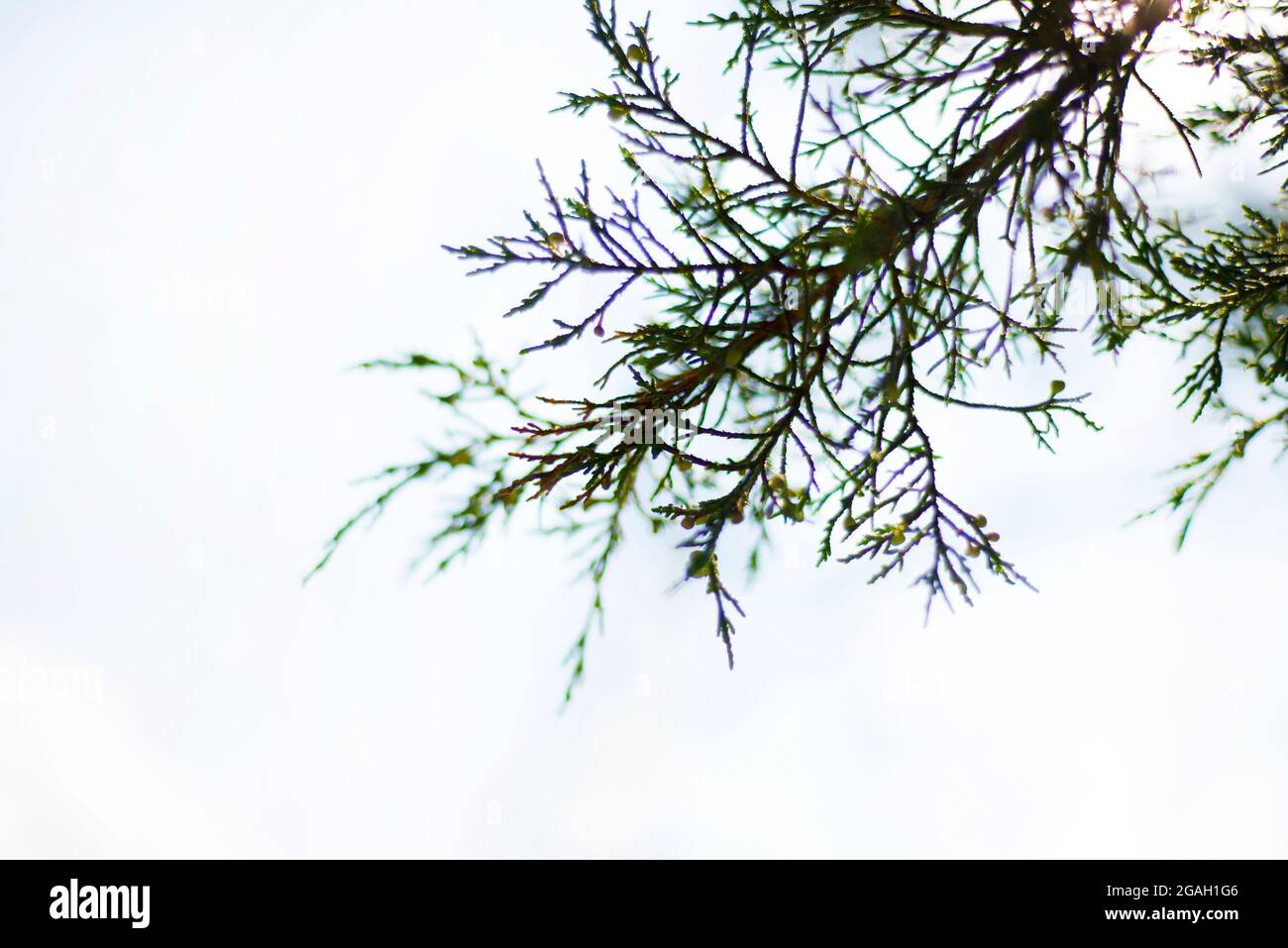 Cypress tree branch branch hi-res stock photography and images - Alamy