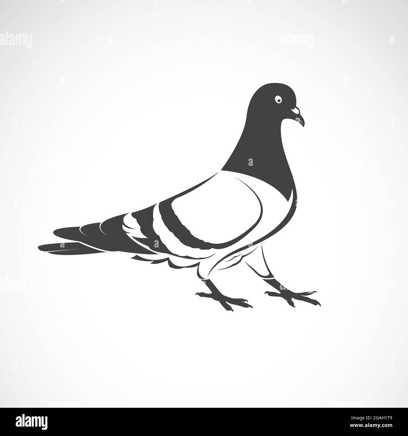 Vector of Pigeon design on white background., Bird Icon., Wild Animals ...