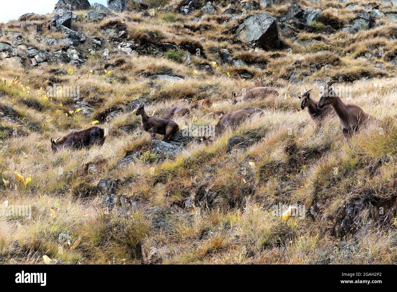 Eastern himalayas fauna hi-res stock photography and images - Alamy