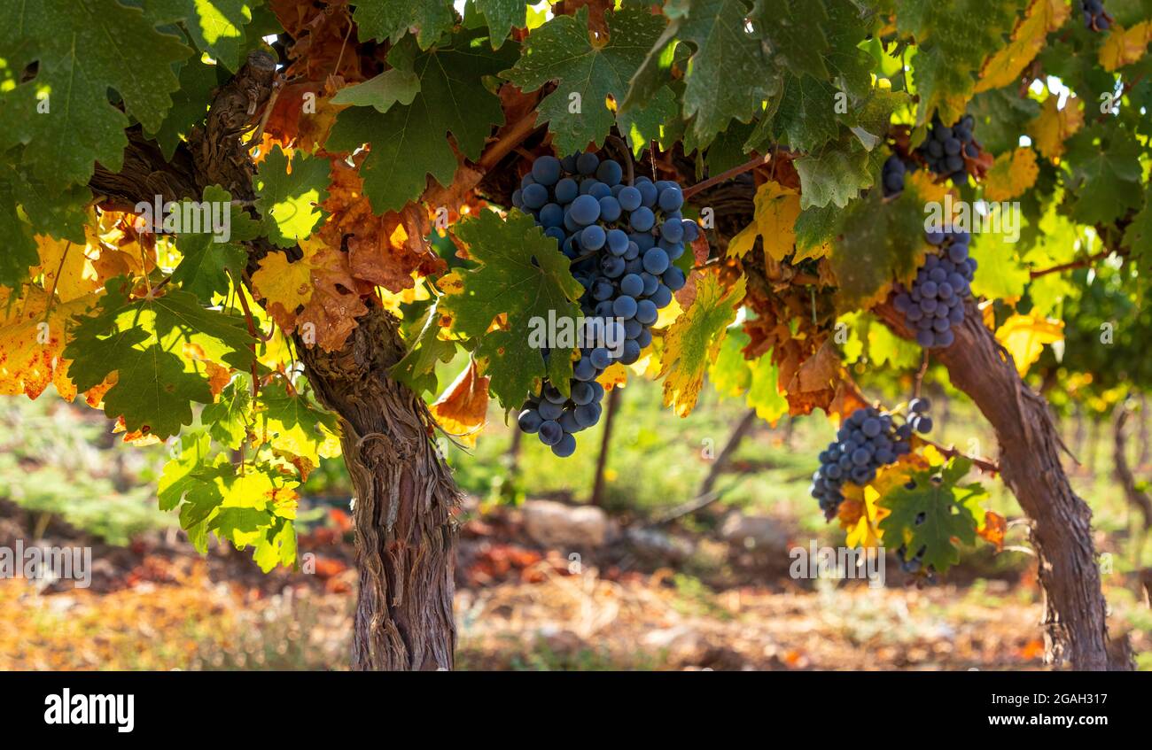 Closeup view of bunches of ripe wine grapes in colorful autumn leaves ...