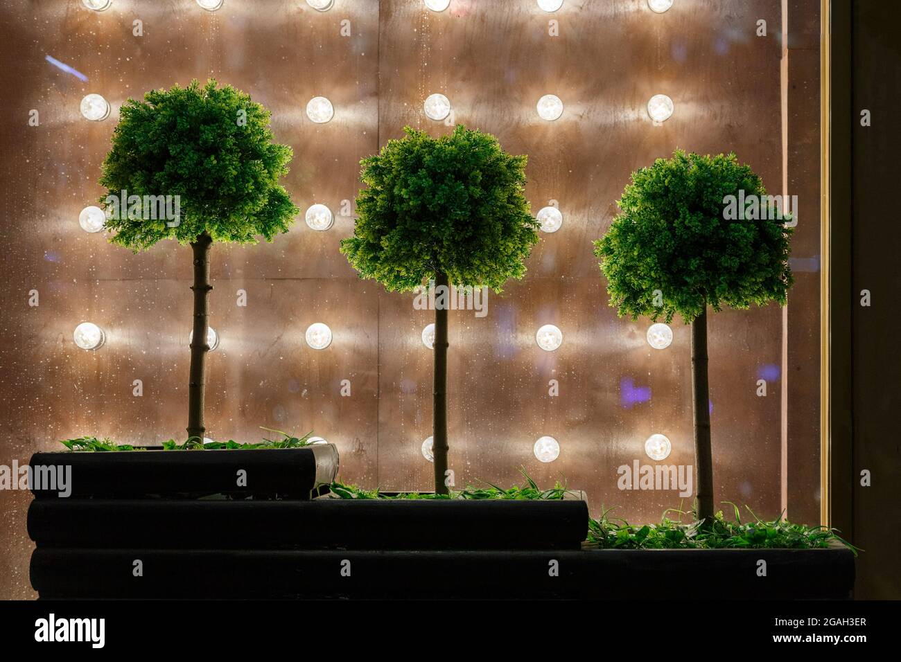 three small decorative green ball trees with on plywood background with ...