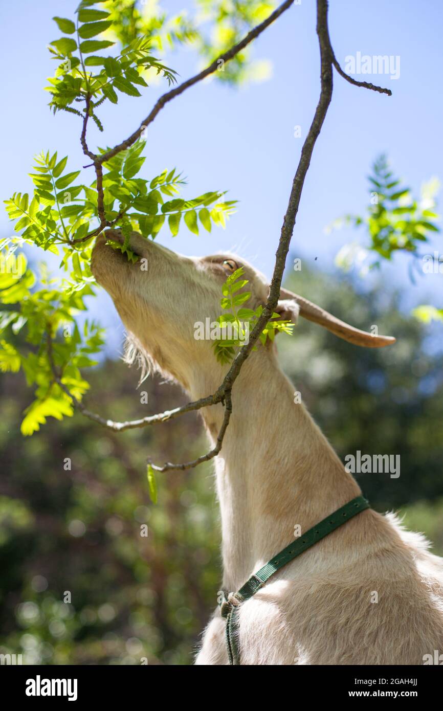 Goat farm california hi-res stock photography and images - Alamy