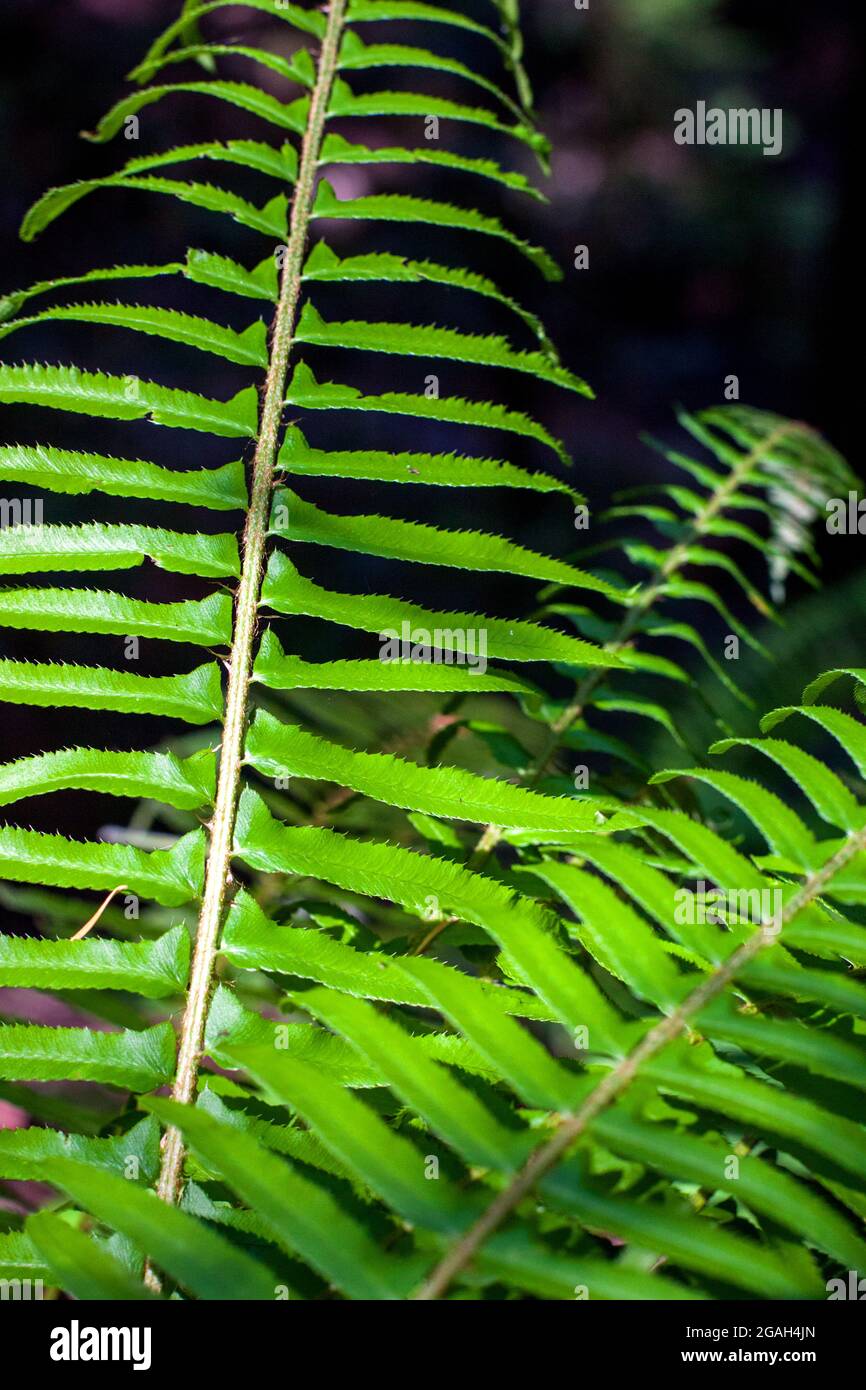 Fern in nature hi-res stock photography and images - Alamy