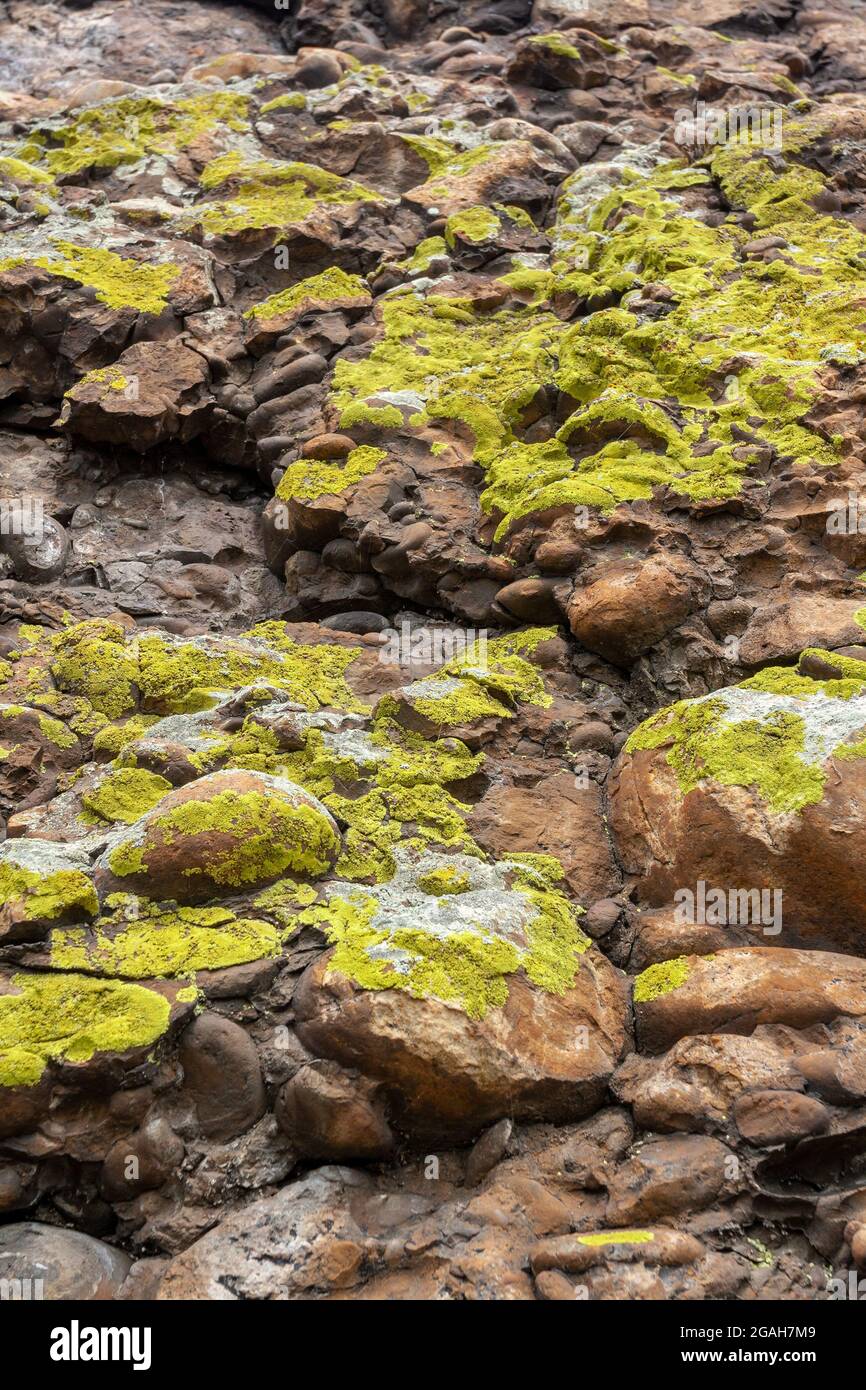 Rock of small smooth stones covered with green moss and lichen ...
