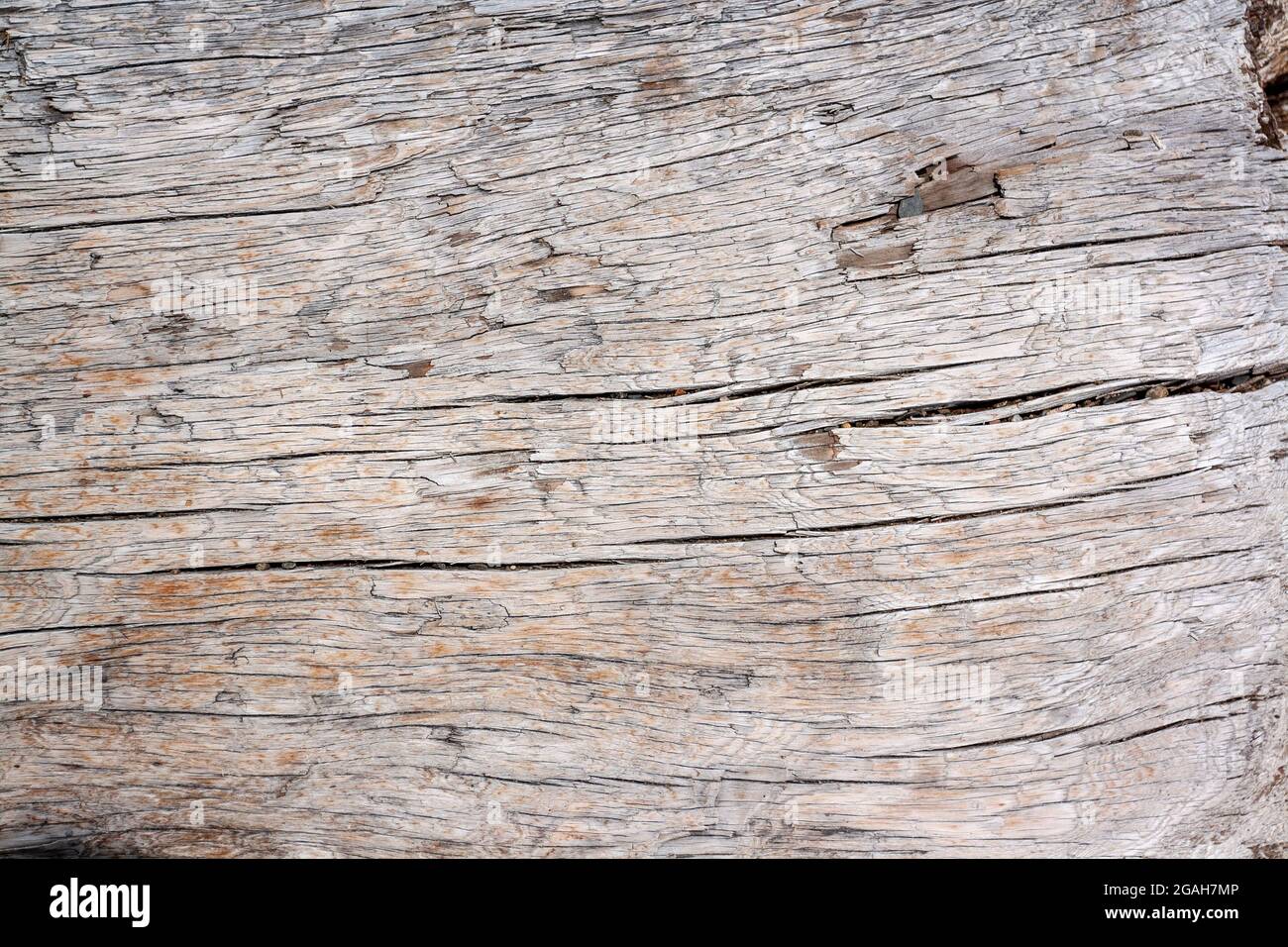Background texture of trunk of old dry tree with long cracks ...