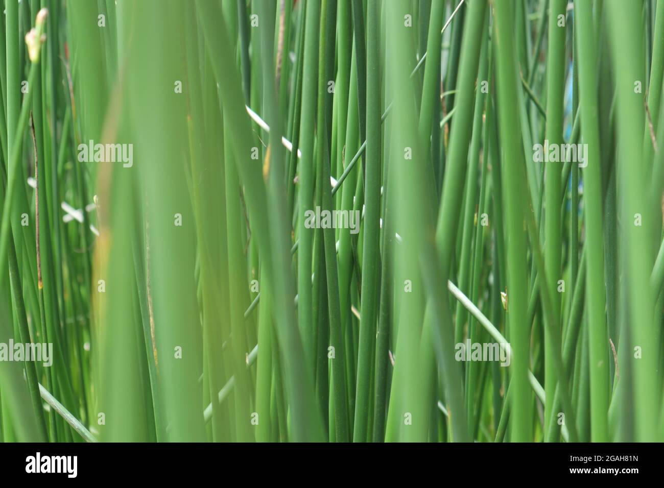 Green and long stems hi-res stock photography and images - Alamy