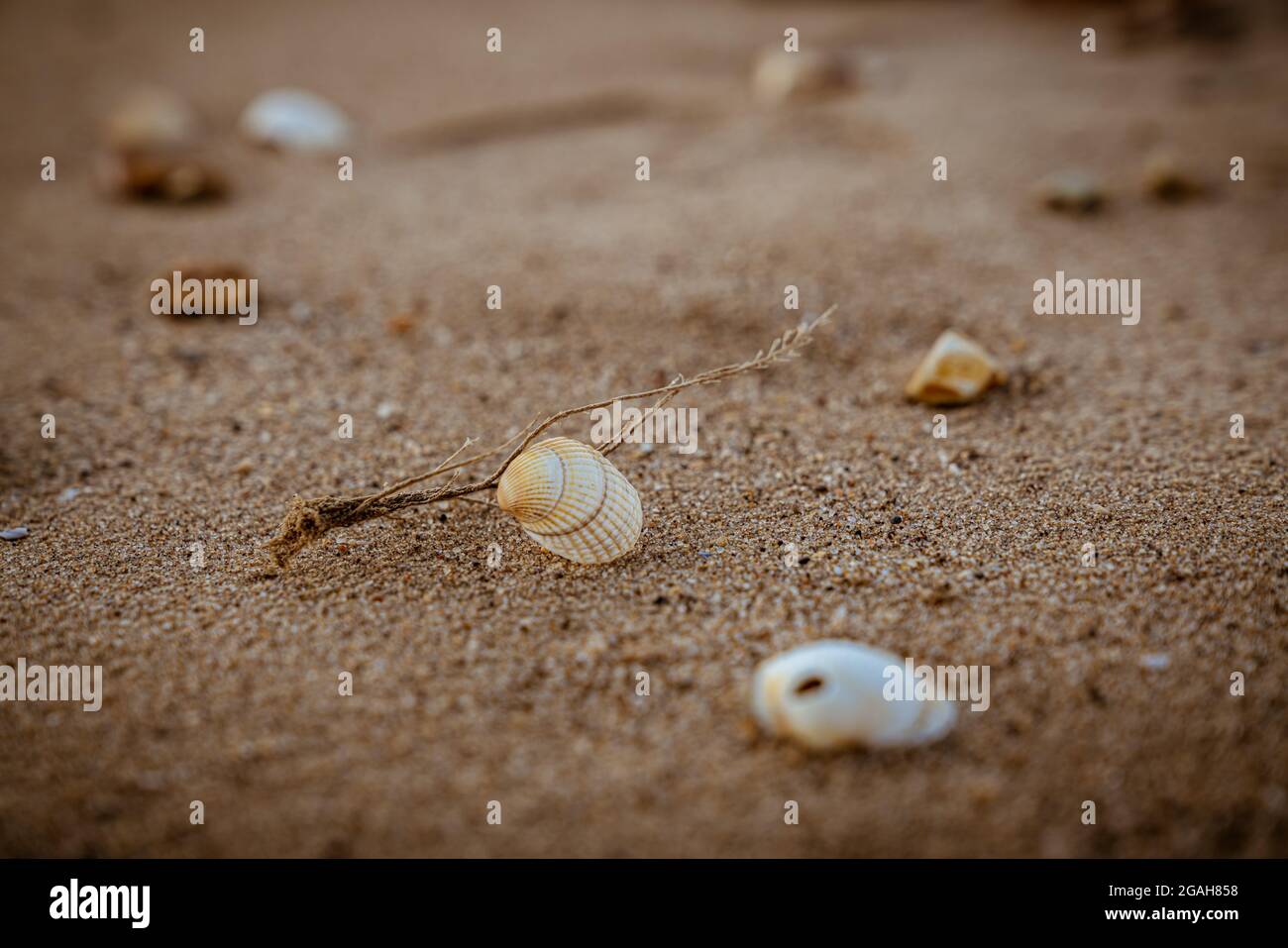 Shells and pebbles on Snettisham Beach, Norfolk, England, UK Stock ...