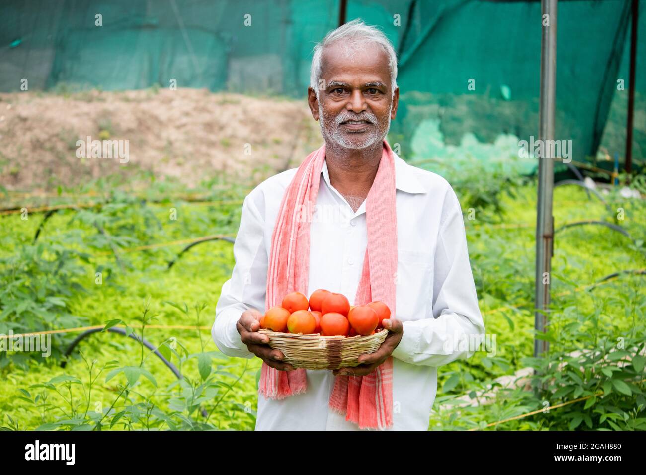 Happy Indian farmer holding fresh farm produce tomatoes at greenhouse ...