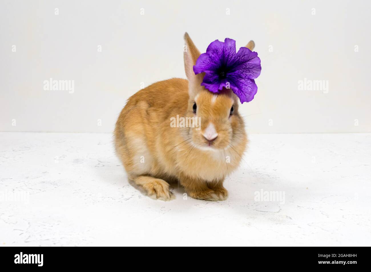 Ginger bunny hi-res stock photography and images - Alamy