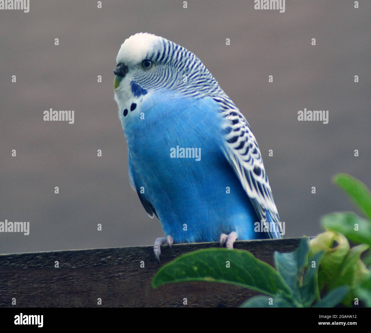 Blue Budgie Parakeet Stock Photo - Alamy