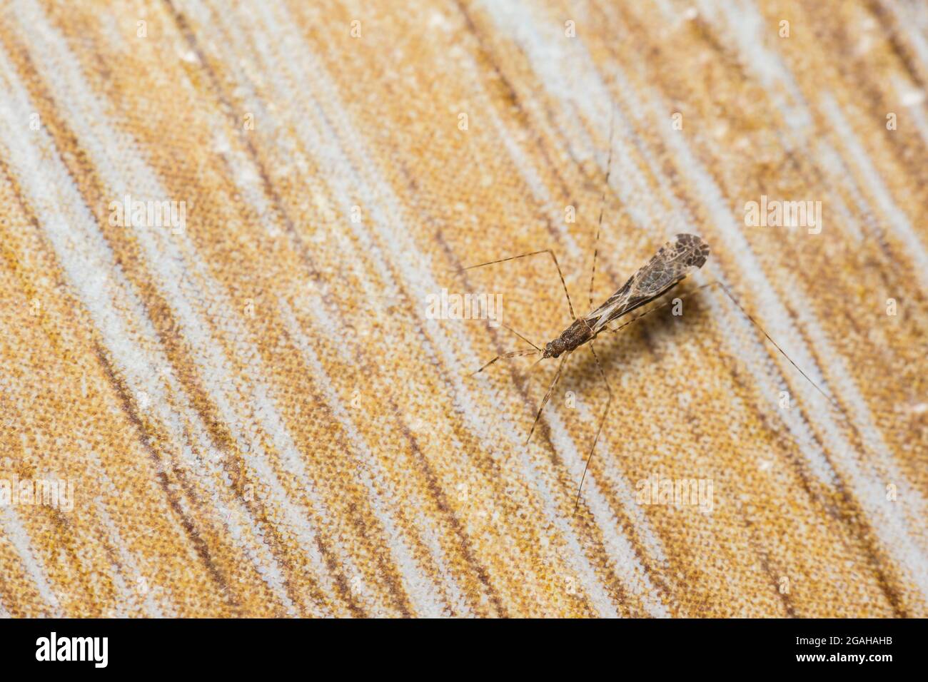 Thread-legged assassin bug (Empicoris culiciformis Stock Photo - Alamy