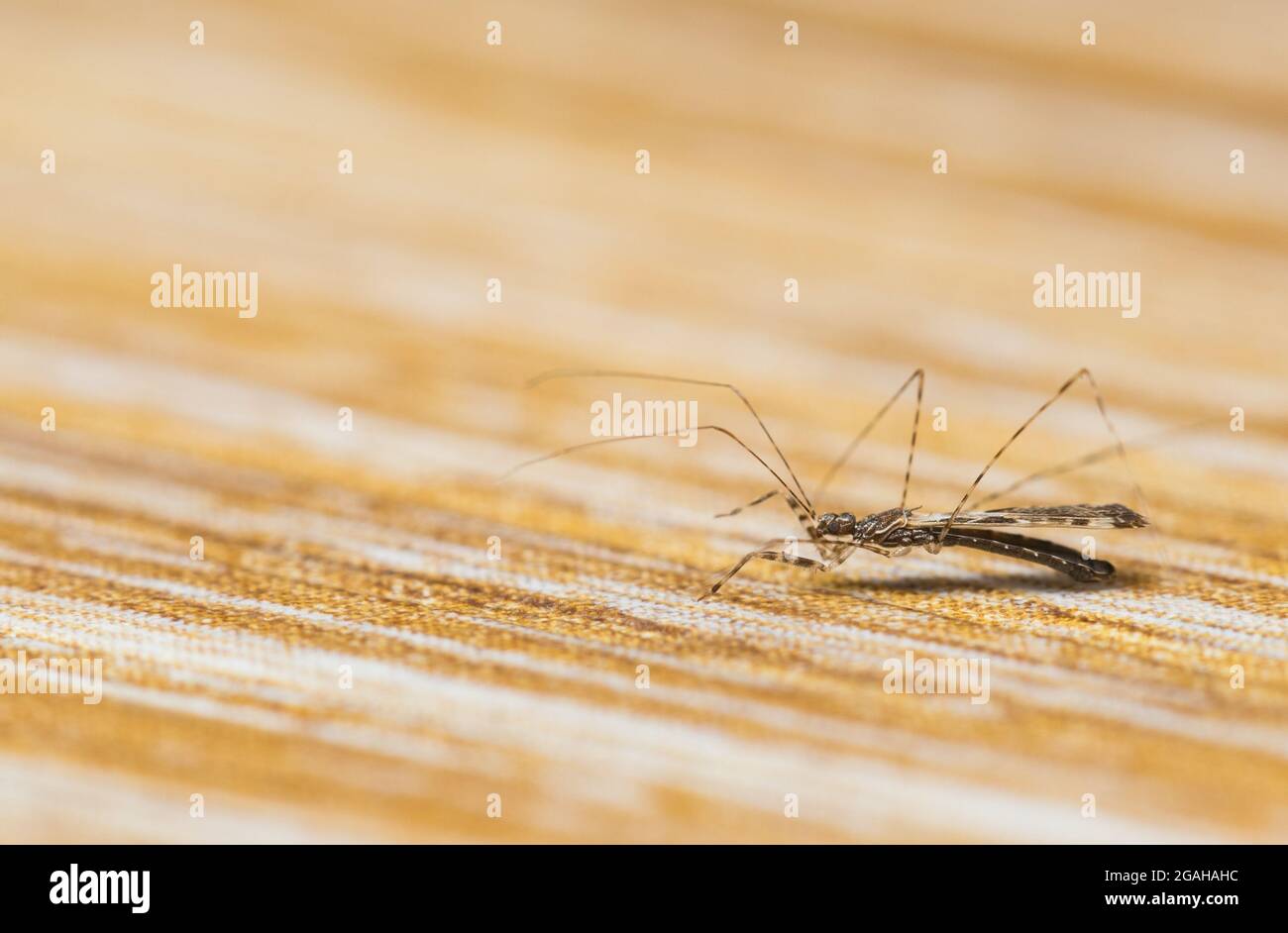 Thread-legged assassin bug (Empicoris culiciformis Stock Photo - Alamy