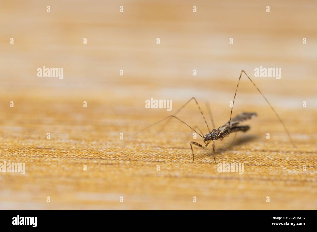 Thread-legged assassin bug (Empicoris culiciformis Stock Photo - Alamy