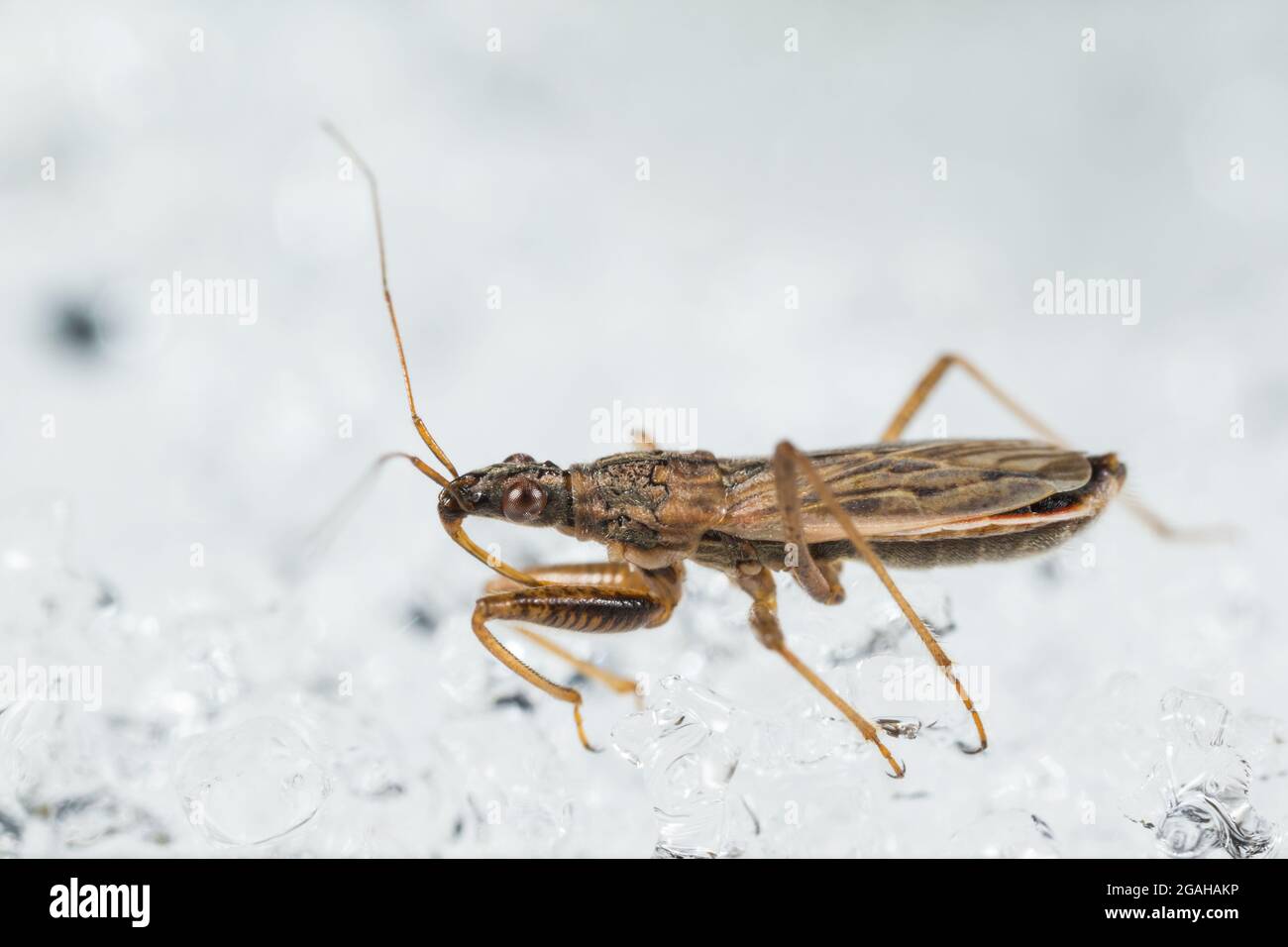 Damsel bug (Nabis brevis) walking on snow Stock Photo - Alamy