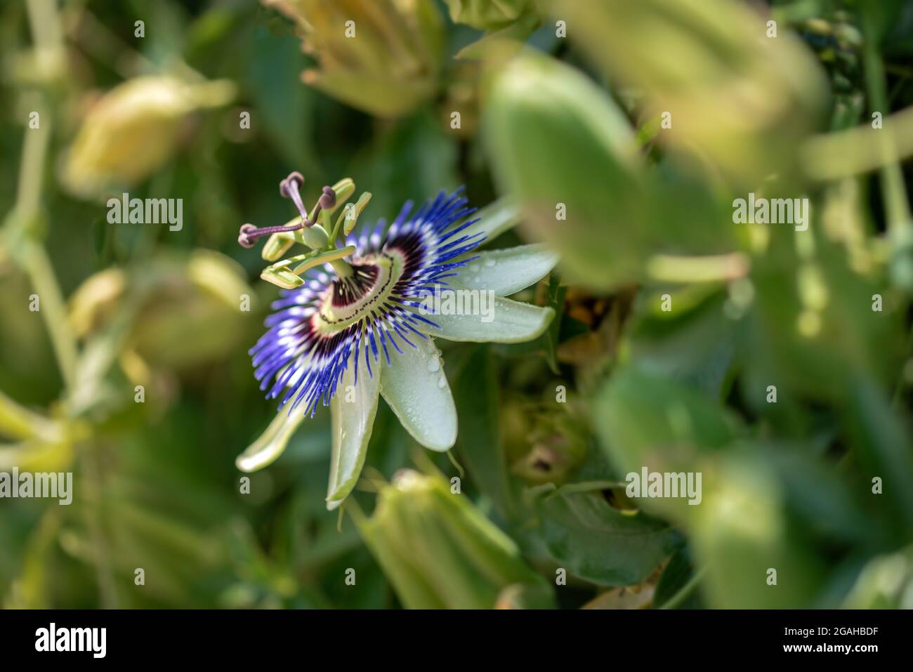 Passiflora incarnata, commonly known as maypop, purple passionflower ...