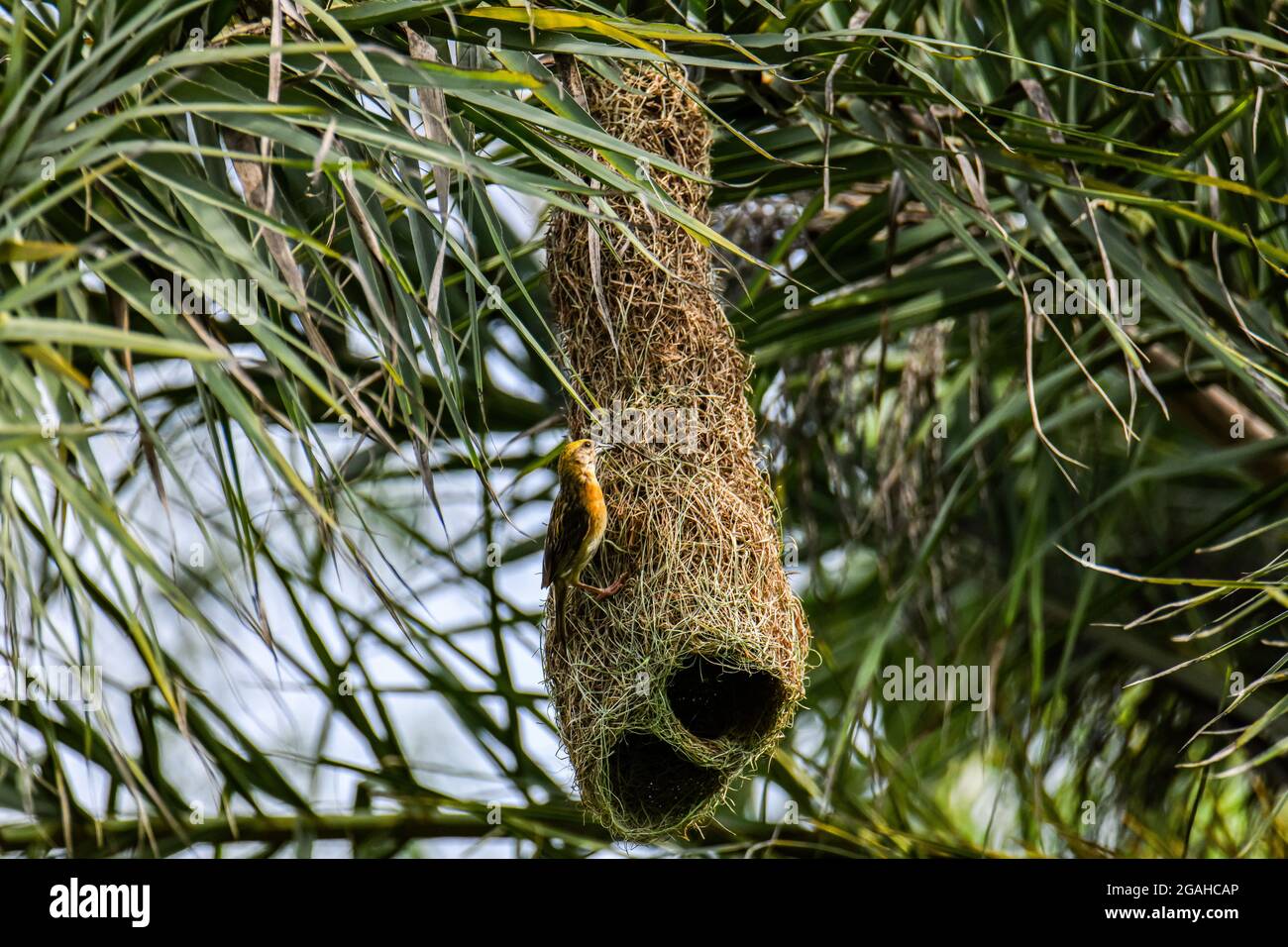 A male Baya Weaver bird, making a pendulum nest in Shirajdikhan Stock ...