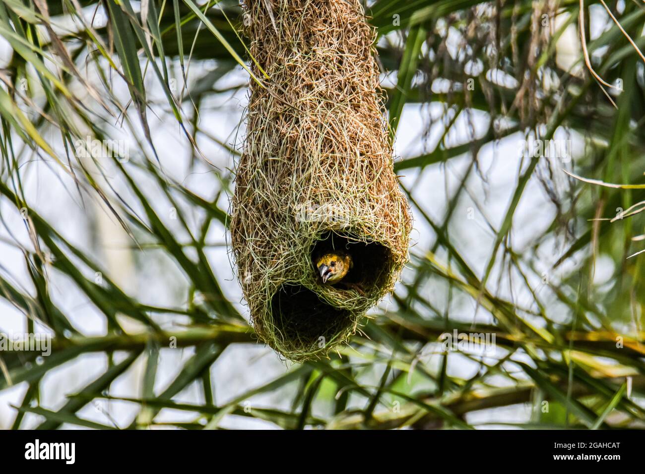 A male Baya Weaver bird seen inside a pendulum nest in Shirajdikhan ...