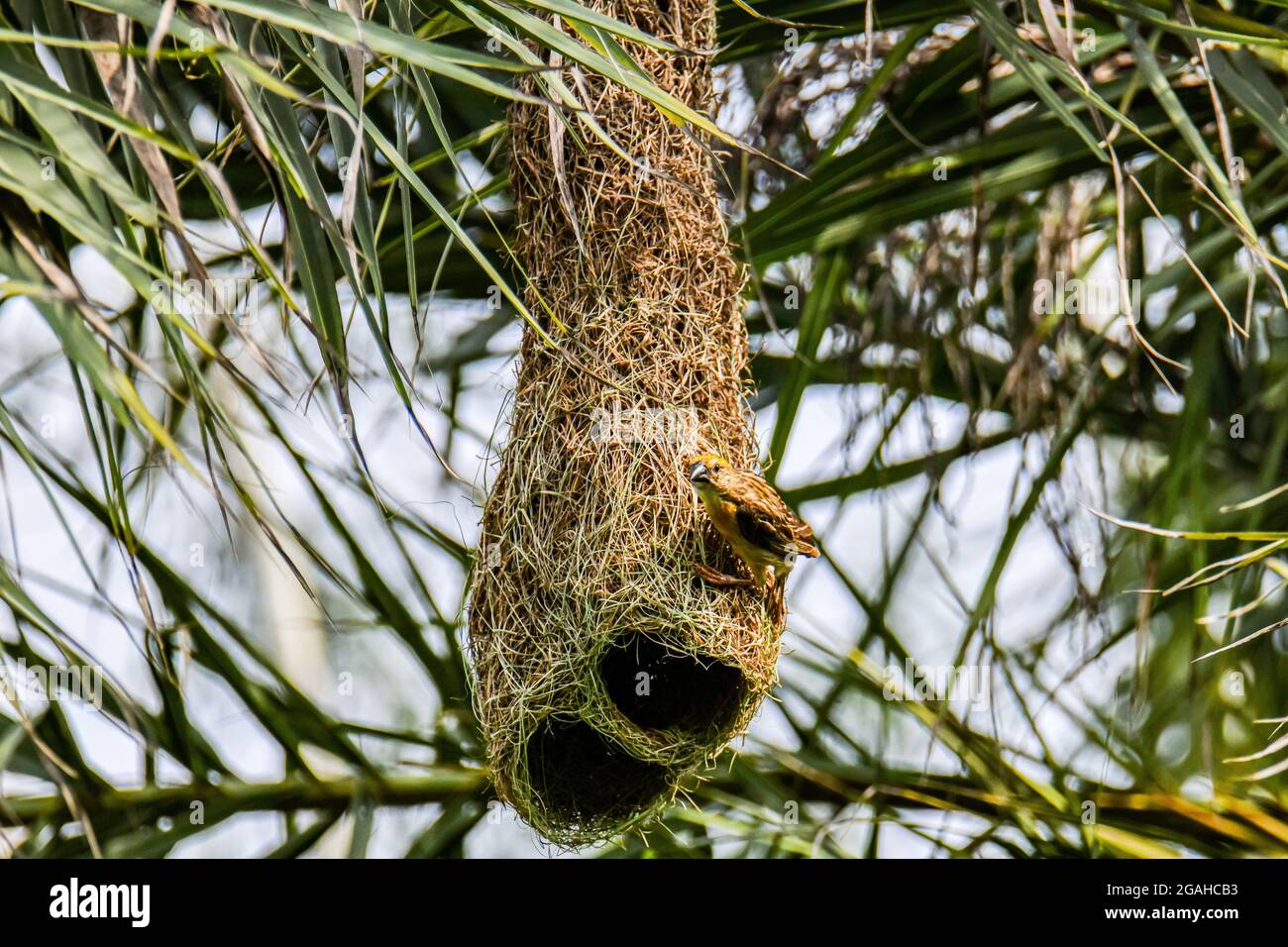 A male Baya Weaver bird, making a pendulum nest in Shirajdikhan Stock ...