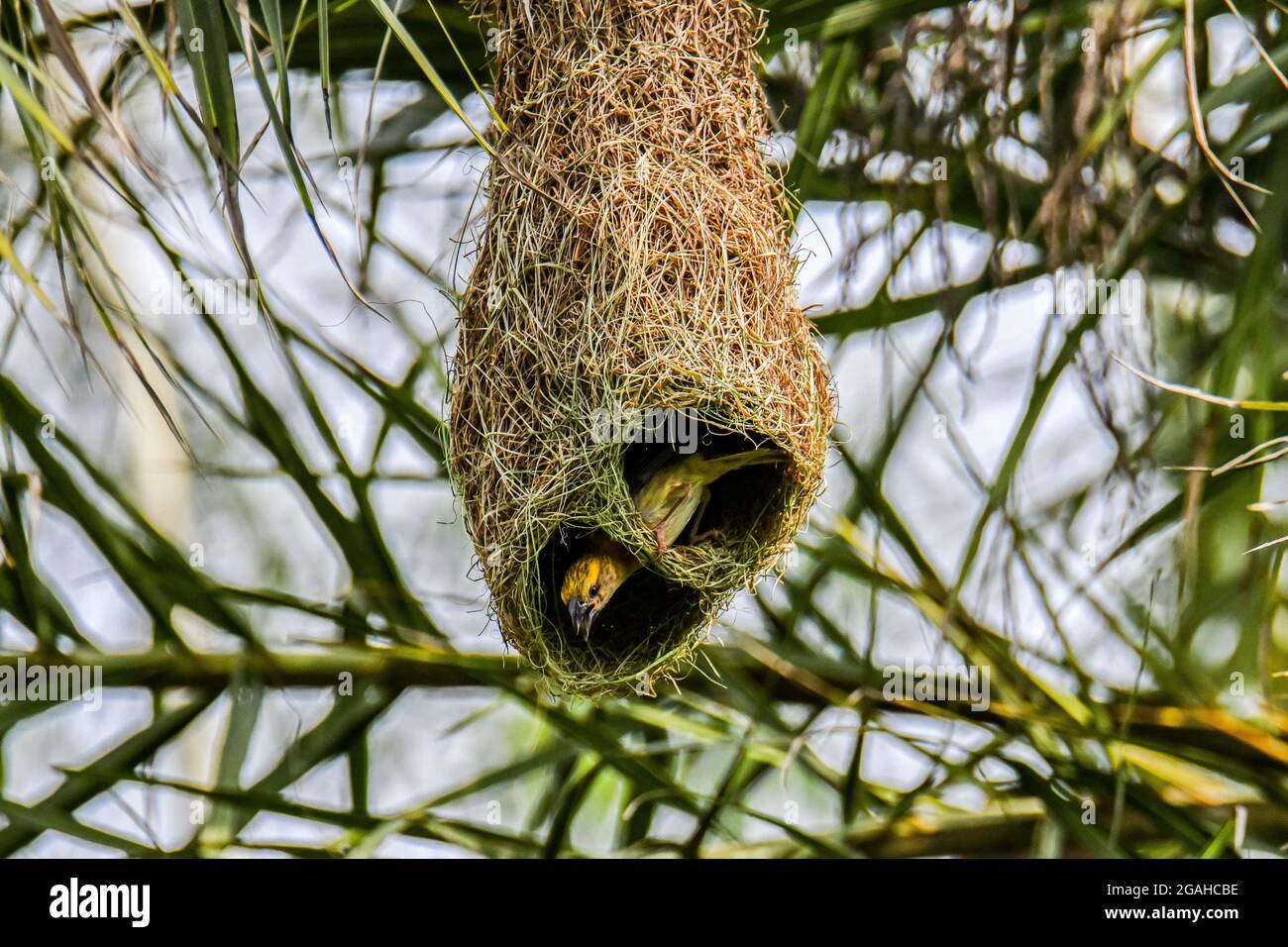 A male Baya Weaver bird seen inside a pendulum nest in Shirajdikhan ...