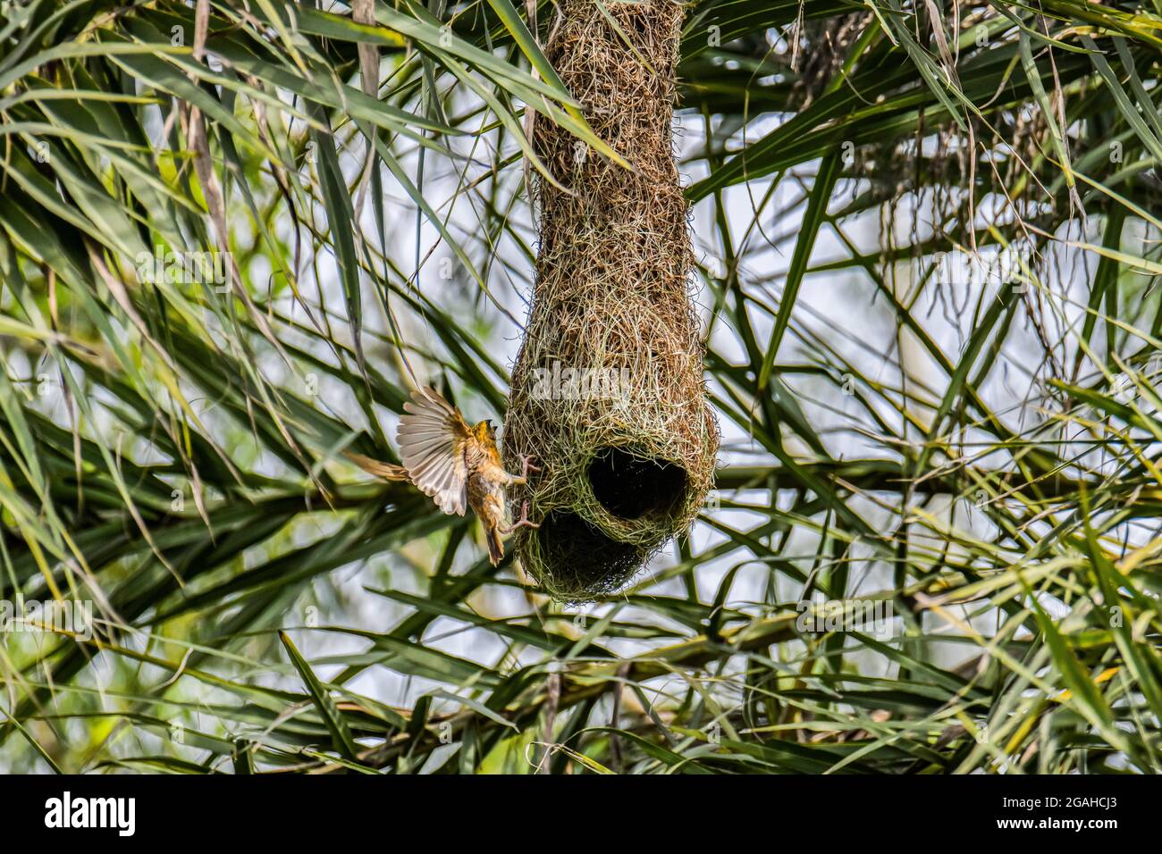 Munshiganj, Bangladesh. 26th July, 2021. A male Baya Weaver bird ...
