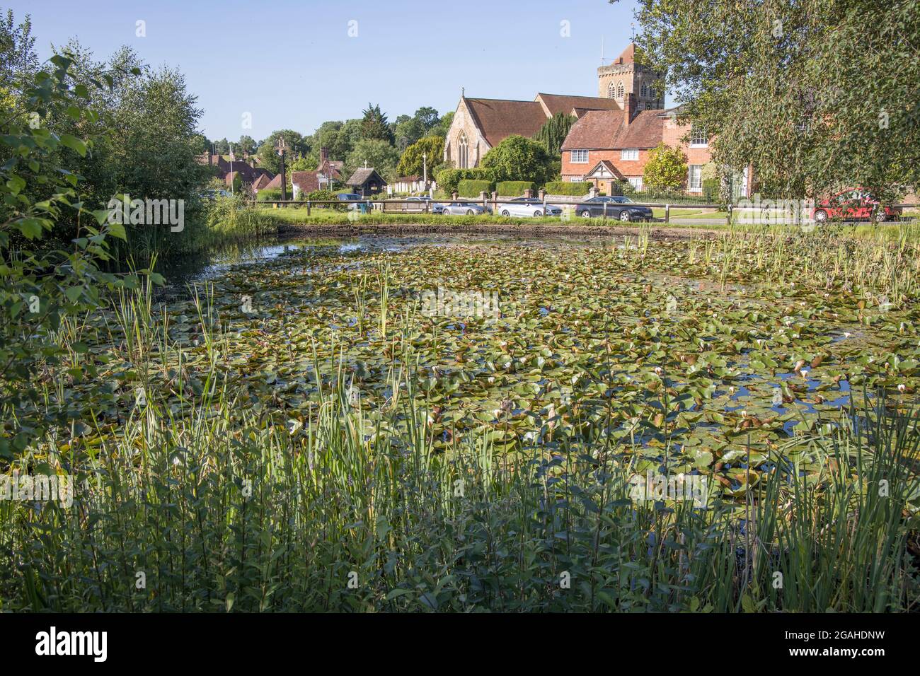 the pond in the village of chiddingfold in surrey Stock Photo - Alamy