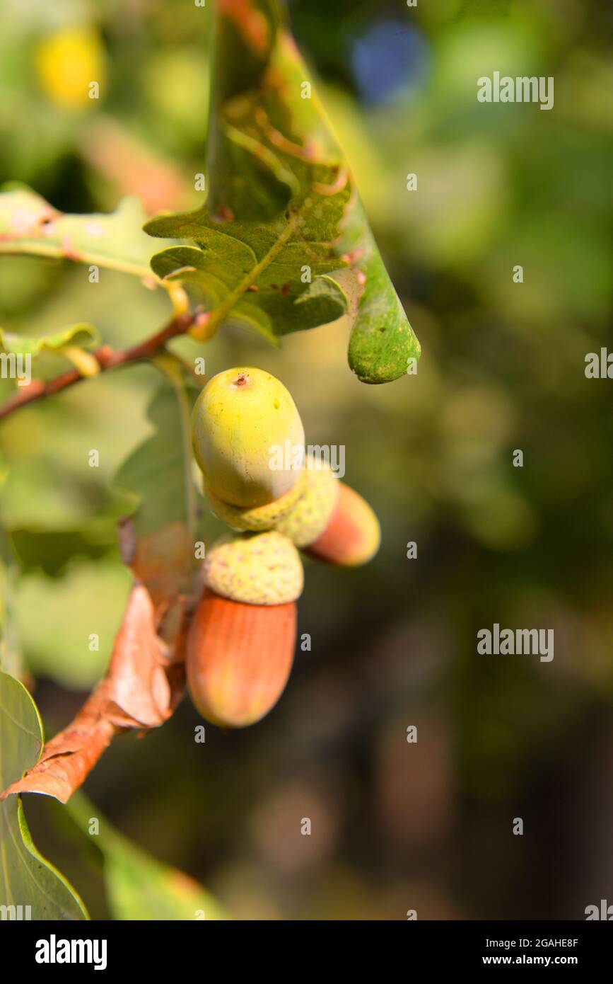 Tree leaves closeup Stock Photo - Alamy