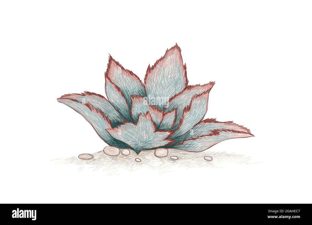 Illustration Hand Drawn Sketch of Kalanchoe Beharensis, Velvet Leaf ...