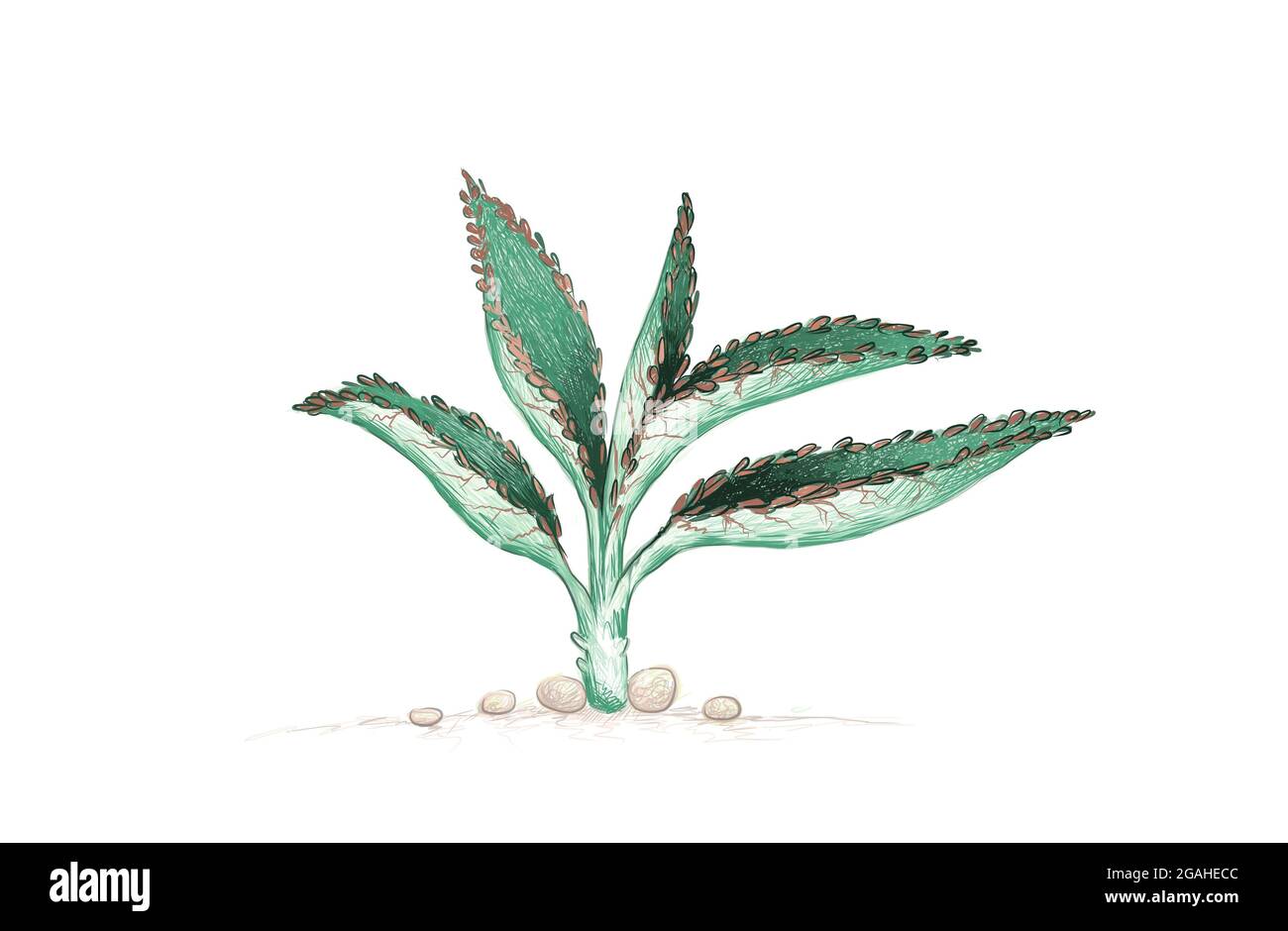 Illustration Hand Drawn Sketch of Kalanchoe Daigremontiana, Bryophyllum ...