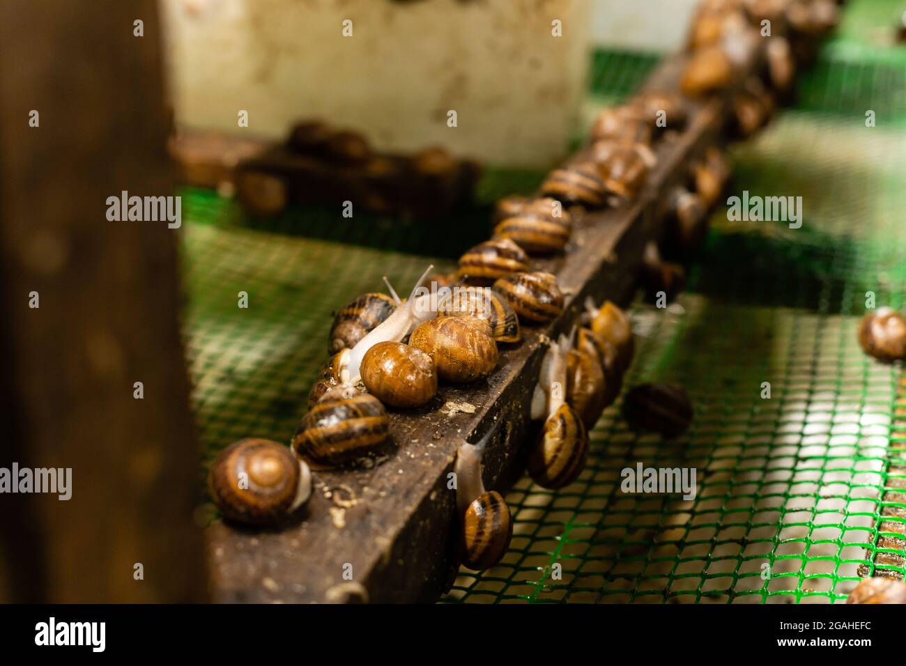 Snail farming france hi-res stock photography and images - Alamy