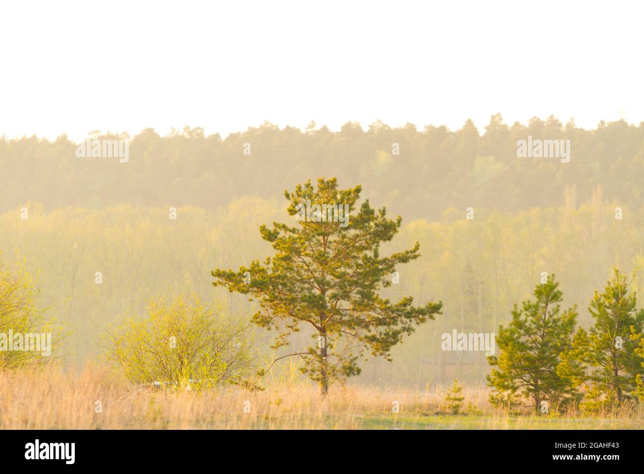 landscape with single pine tree Stock Photo - Alamy