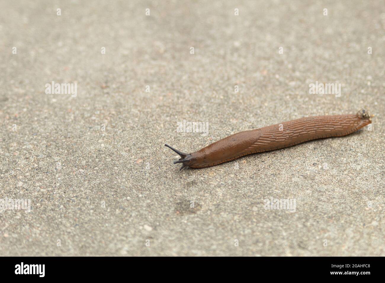 A slug, or a snail without a shell, crawls along the path. A snail ...