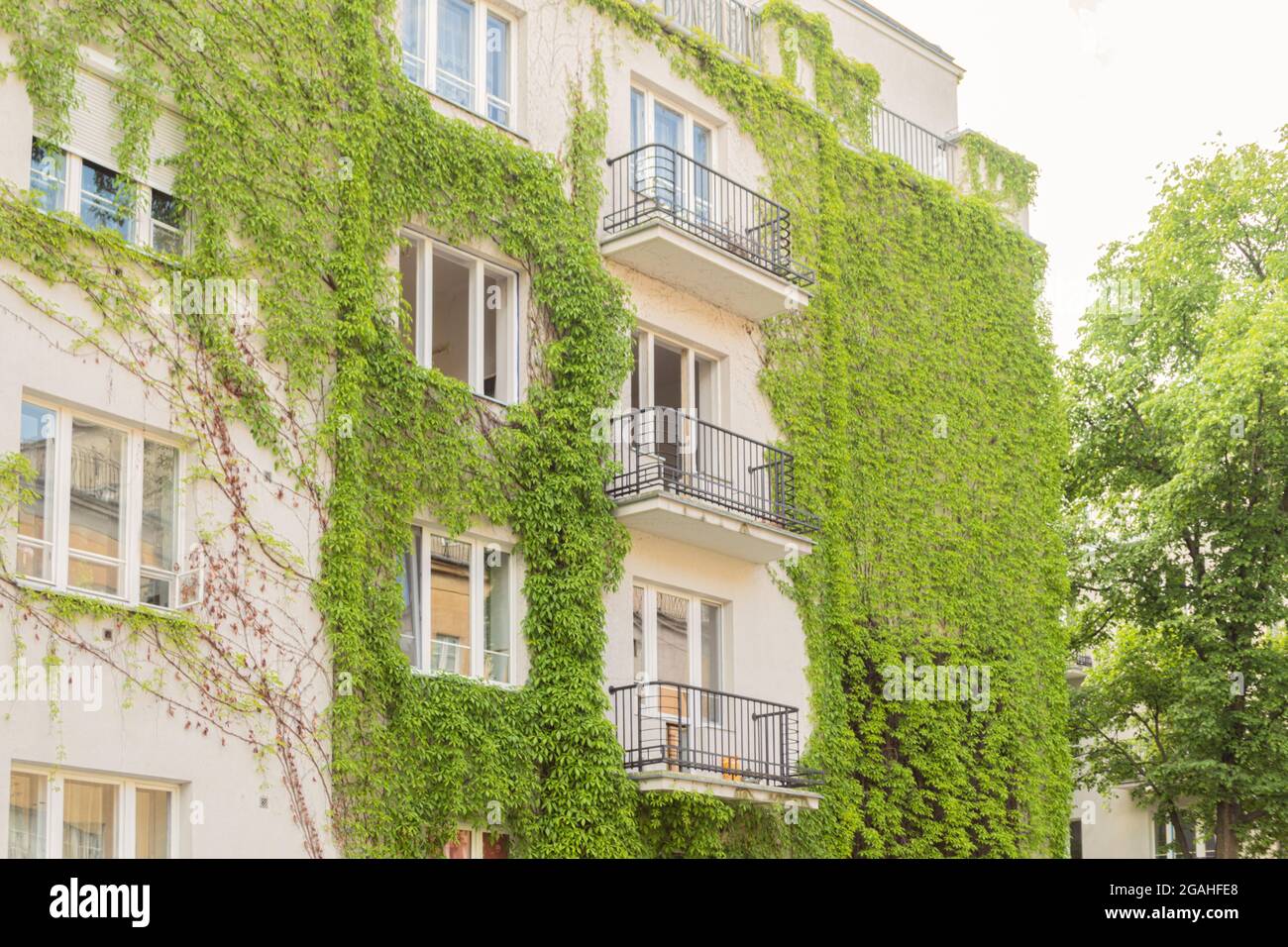 The multi-storey building is covered with wild grapes. A multi-storey ...