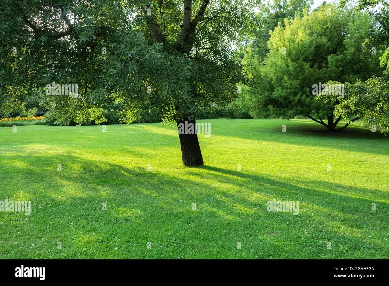 Beautiful park landscape with lawn and trees. Manicured lawn and trees ...