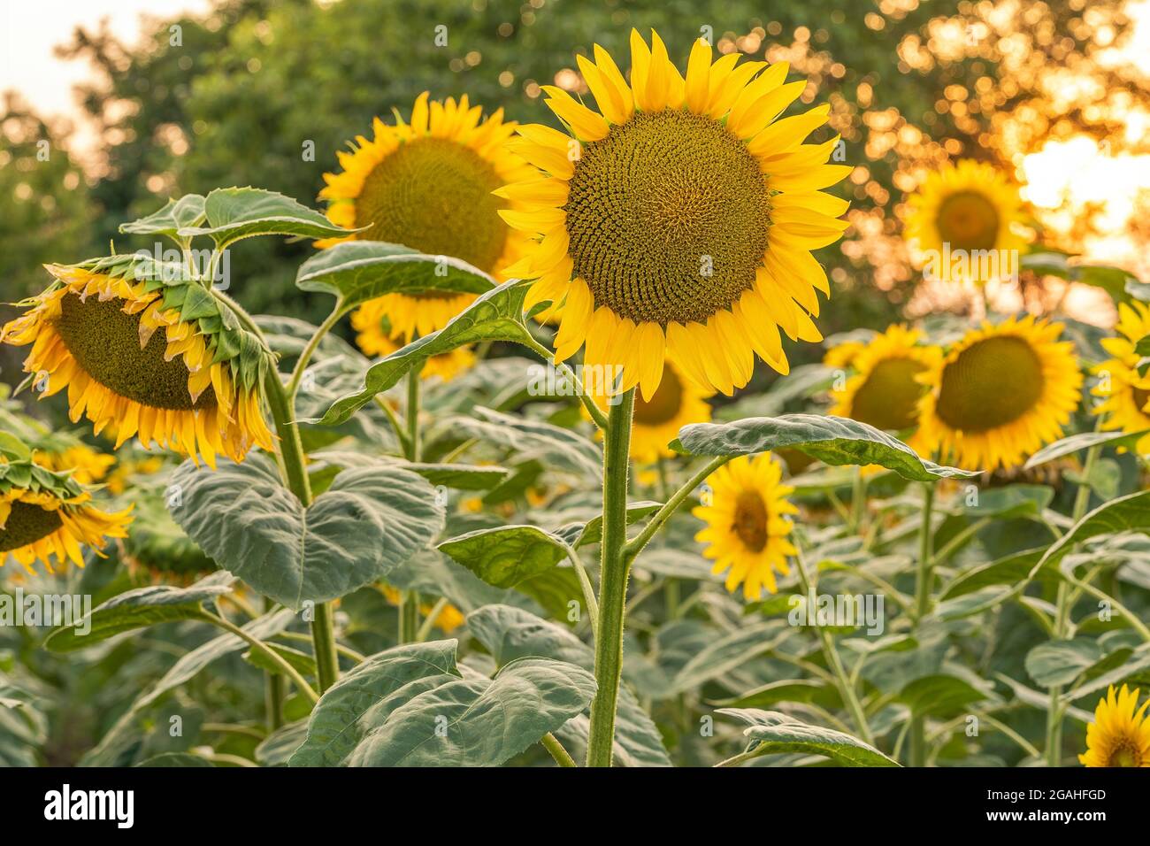 Forest sunflower hi-res stock photography and images - Alamy