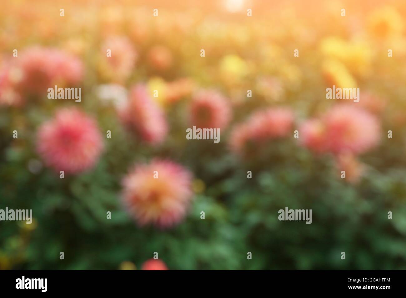 Blurred flowers background Stock Photo - Alamy