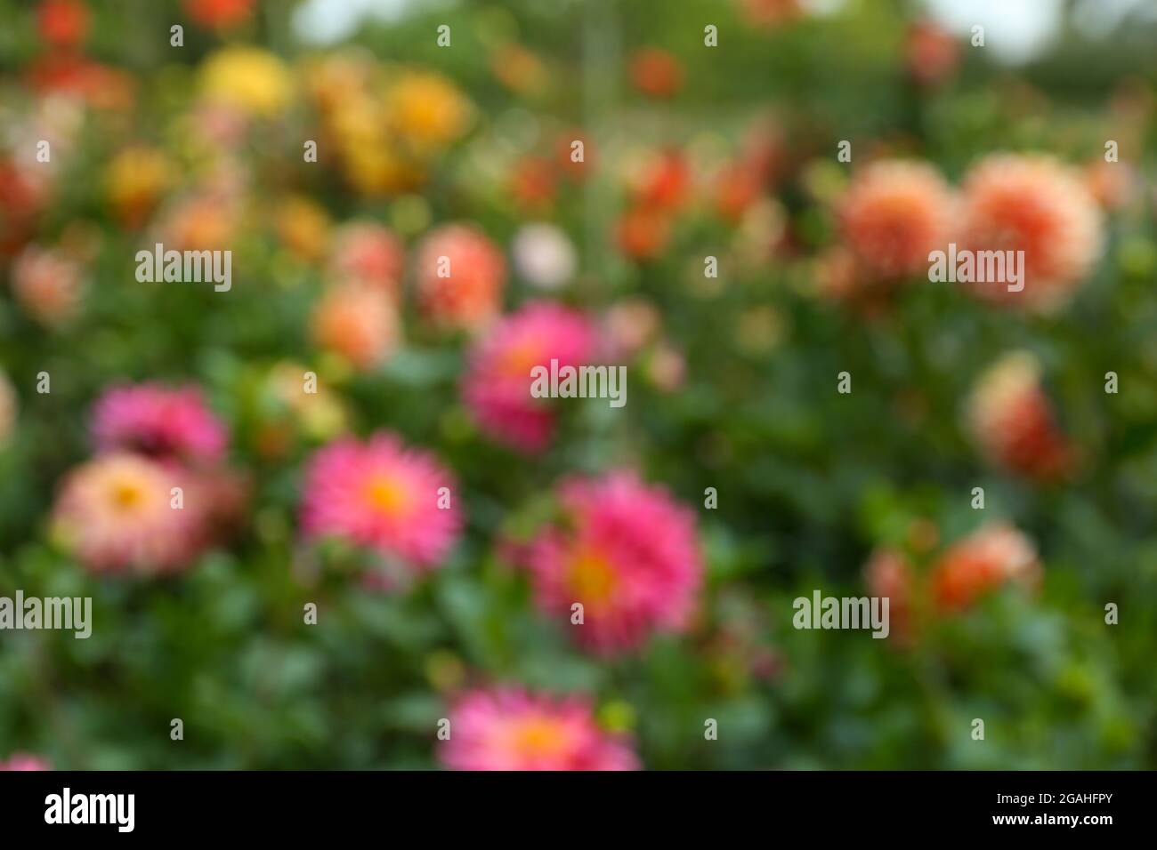 Blurred flowers background Stock Photo - Alamy