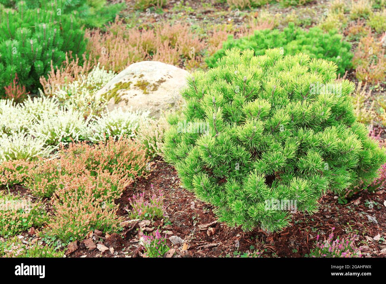 Beautiful lush bushes in garden Stock Photo - Alamy