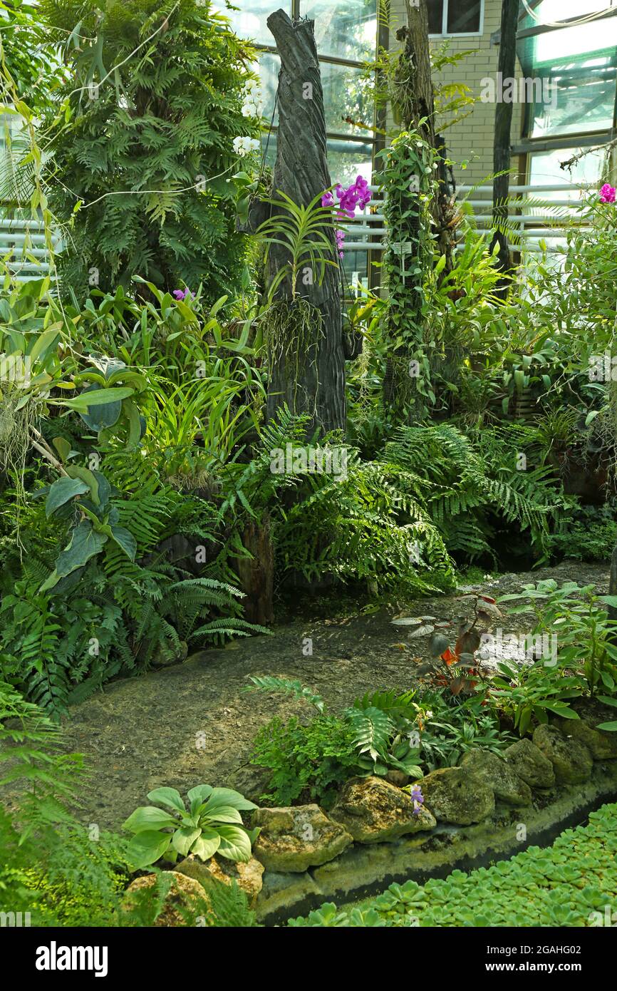 Tropical Plants in greenhouse at botanic garden Stock Photo - Alamy