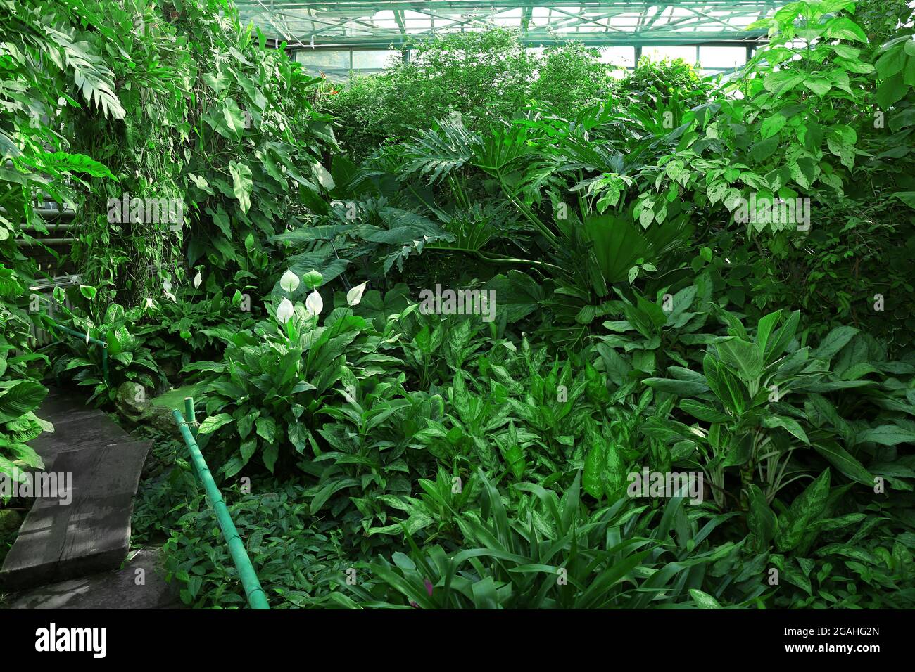 Tropical Plants in greenhouse at botanic garden Stock Photo - Alamy