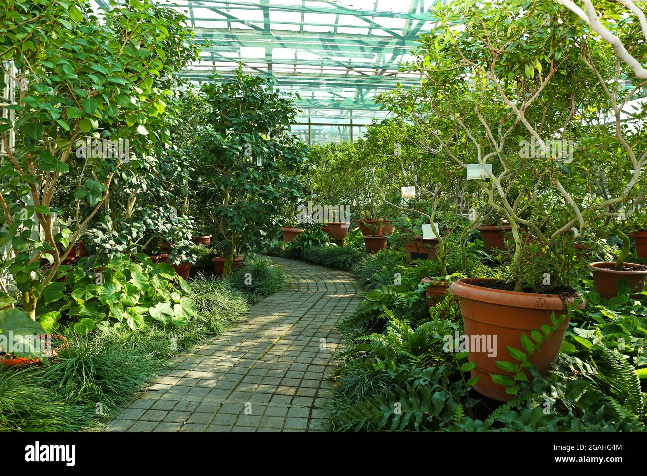 Tropical Plants in greenhouse at botanical garden Stock Photo - Alamy