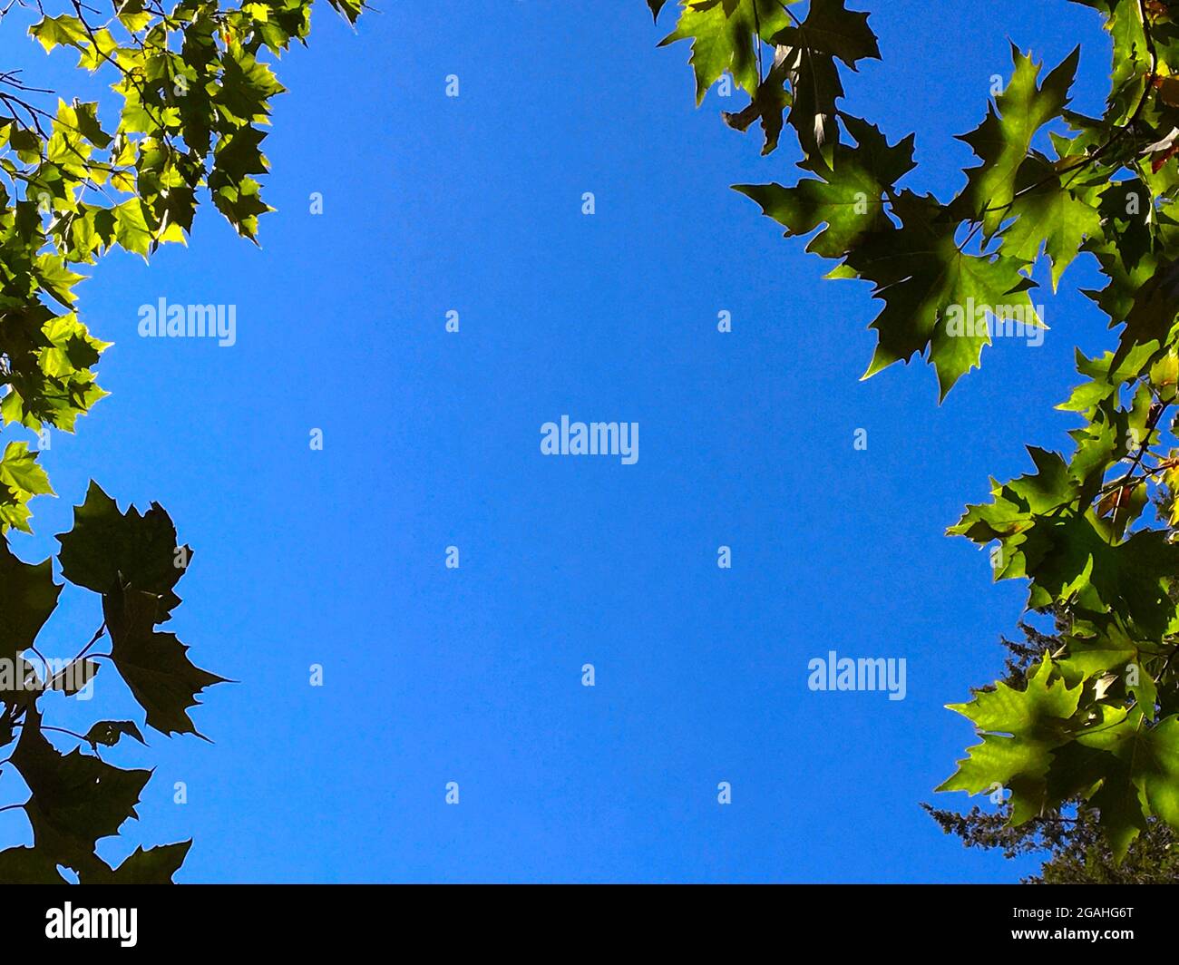 green maple leaf frame Stock Photo - Alamy