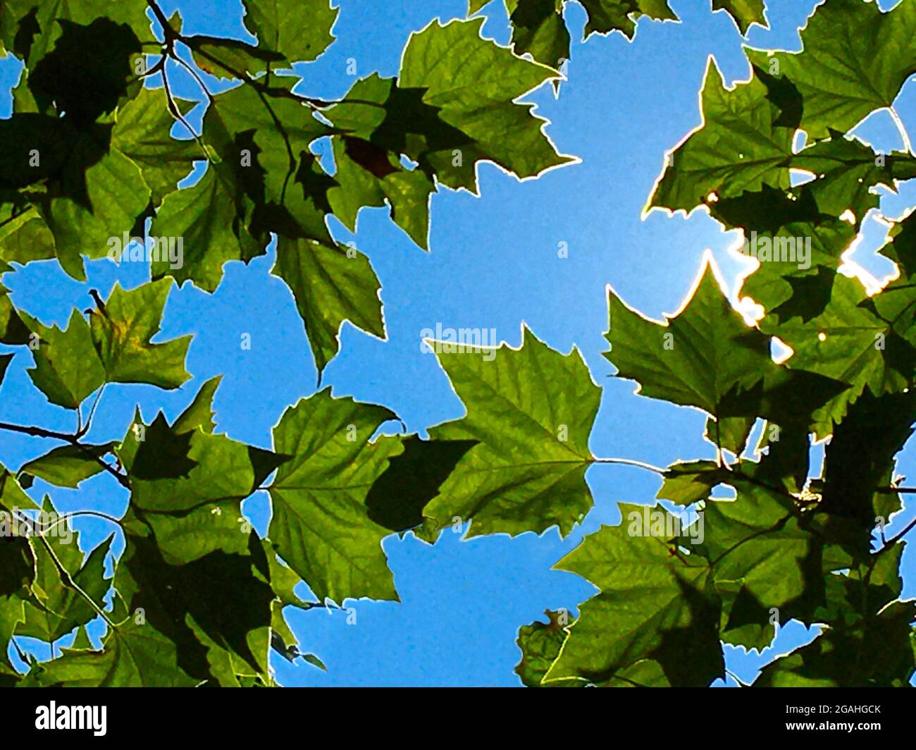 green maple leaf frame Stock Photo - Alamy