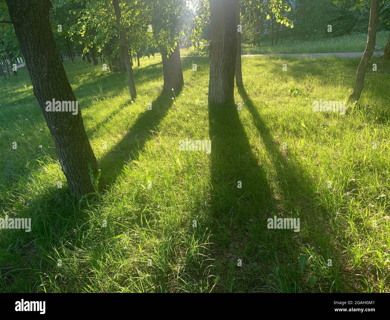 Morning sun beams through green trees Stock Photo - Alamy