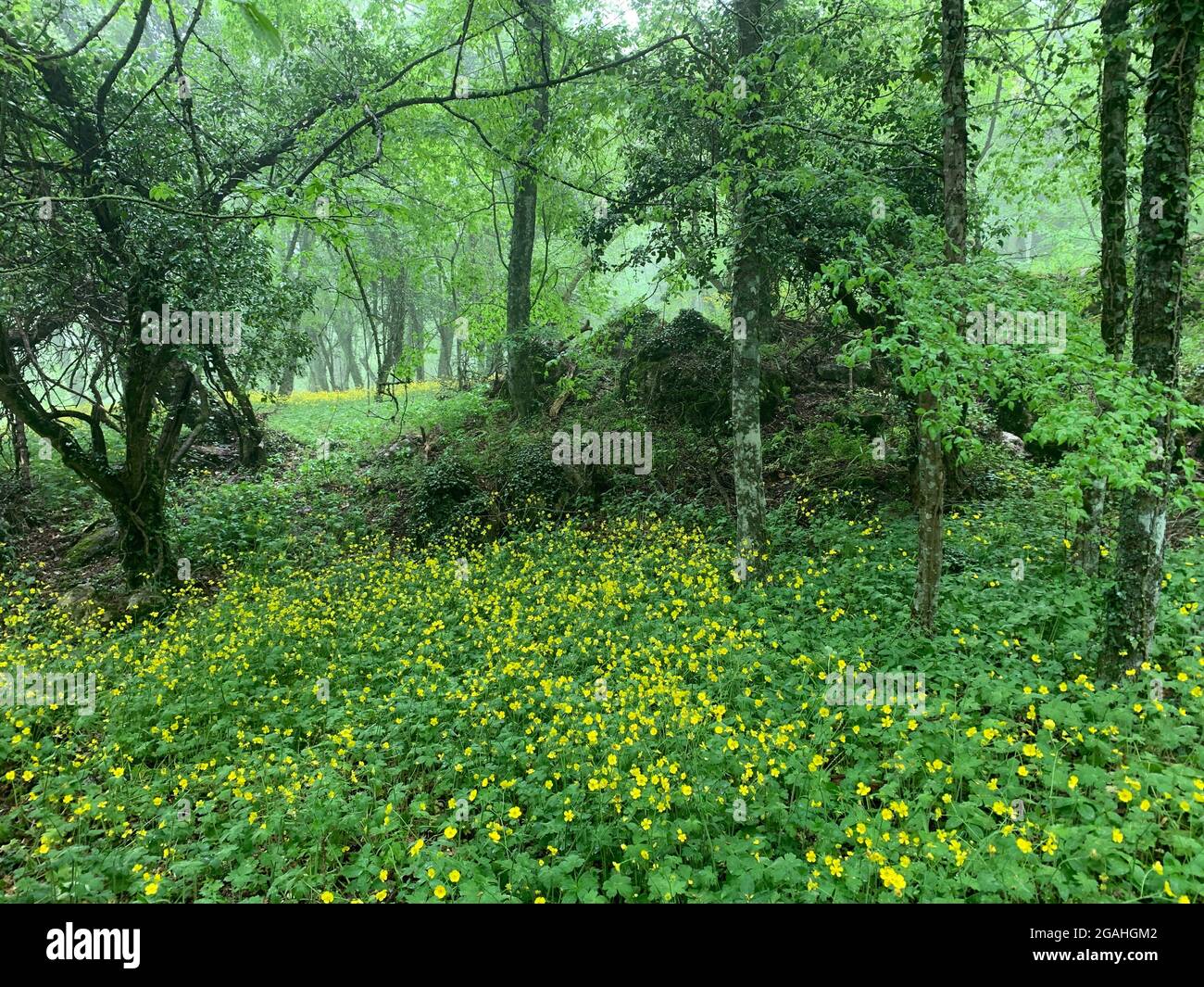 Spring landscape scene in woods. Wild flowers in a forest Stock Photo ...