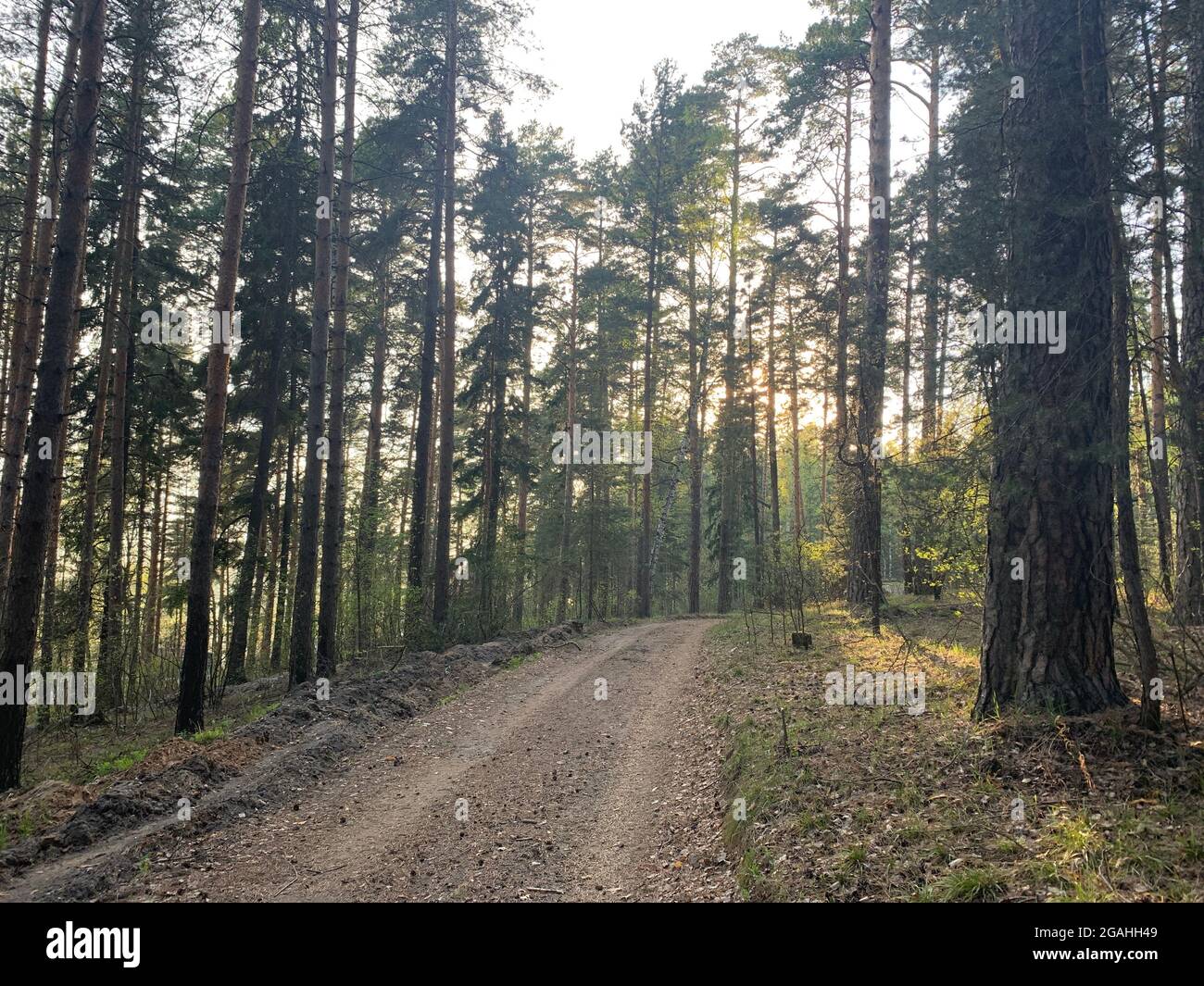 Road through a pine tree forest Stock Photo - Alamy