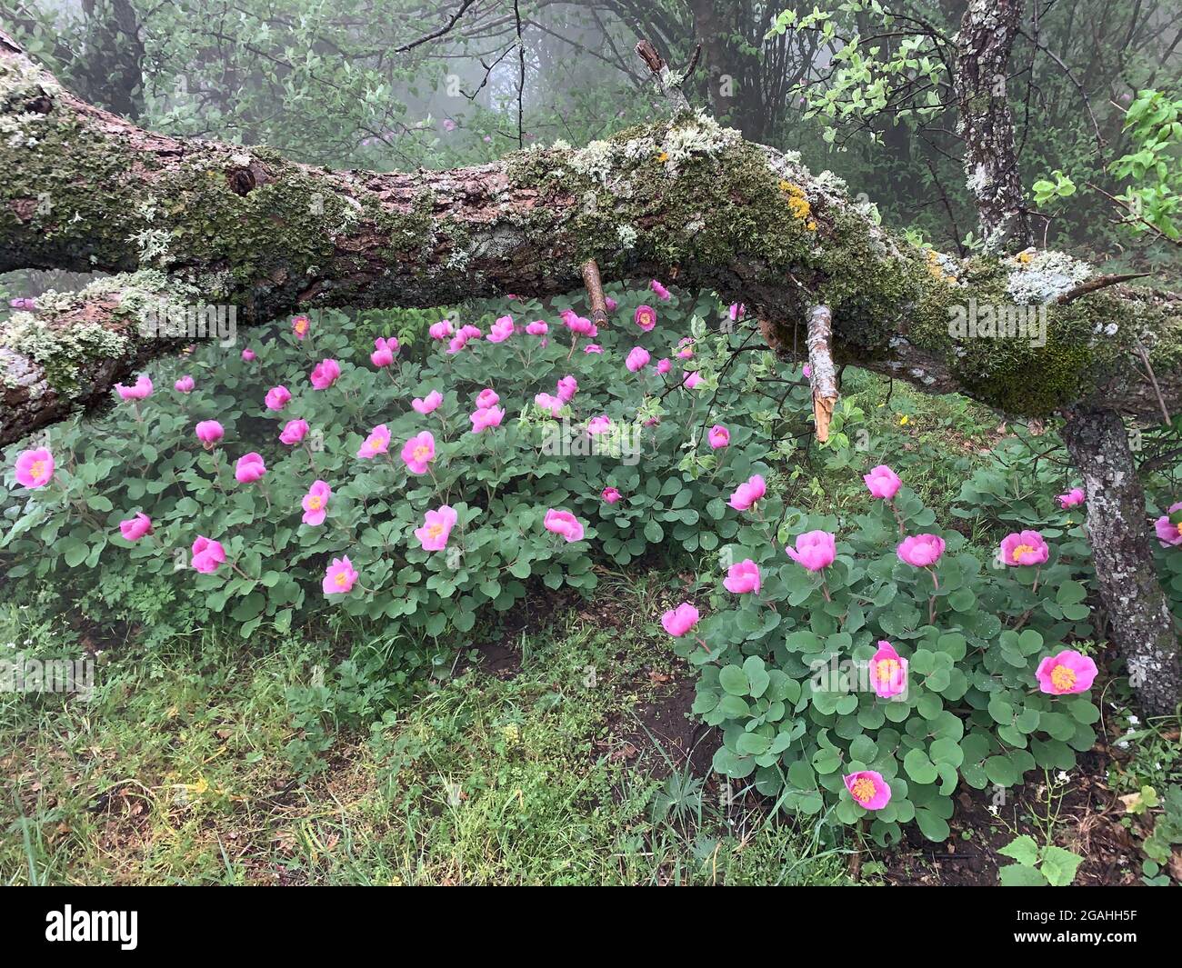 Spring landscape scene in woods. Wild flowers in a forest Stock Photo ...