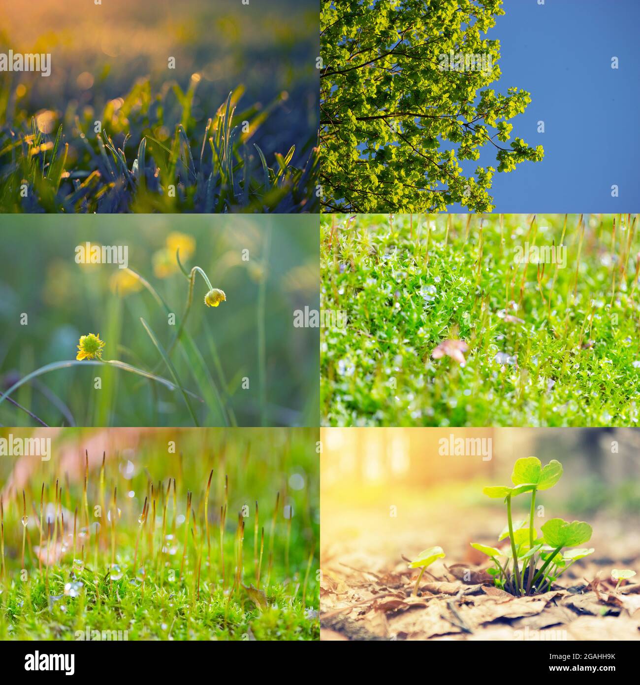 Collection of eco images with nature Stock Photo - Alamy