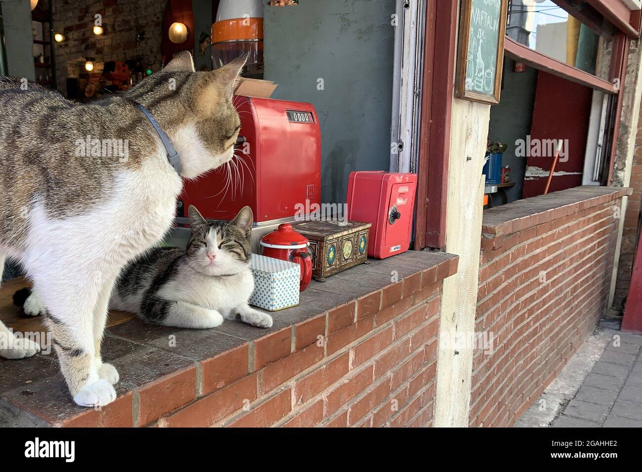 Cat in cafe istanbul hi-res stock photography and images - Alamy
