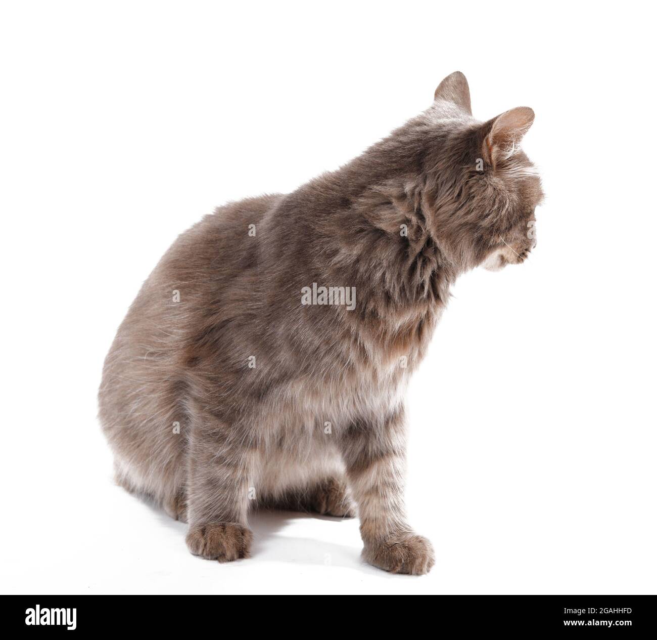 Beautiful grey cat isolated on white background Stock Photo - Alamy